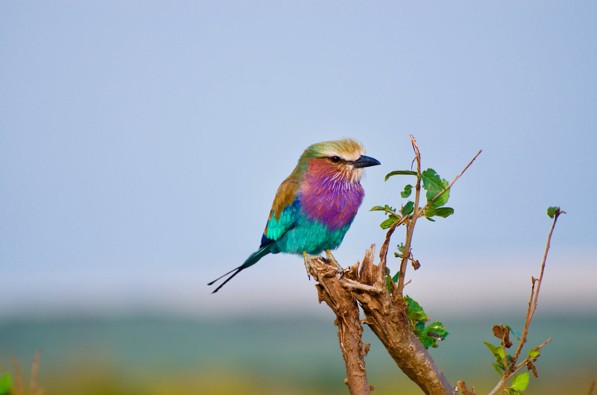 A Month-By-Month Bird Calendar — Nature's Workshop Plus