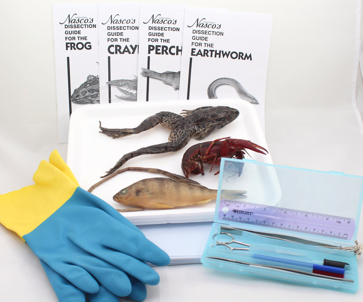 Introductory Dissection Kit — Nature's Workshop Plus