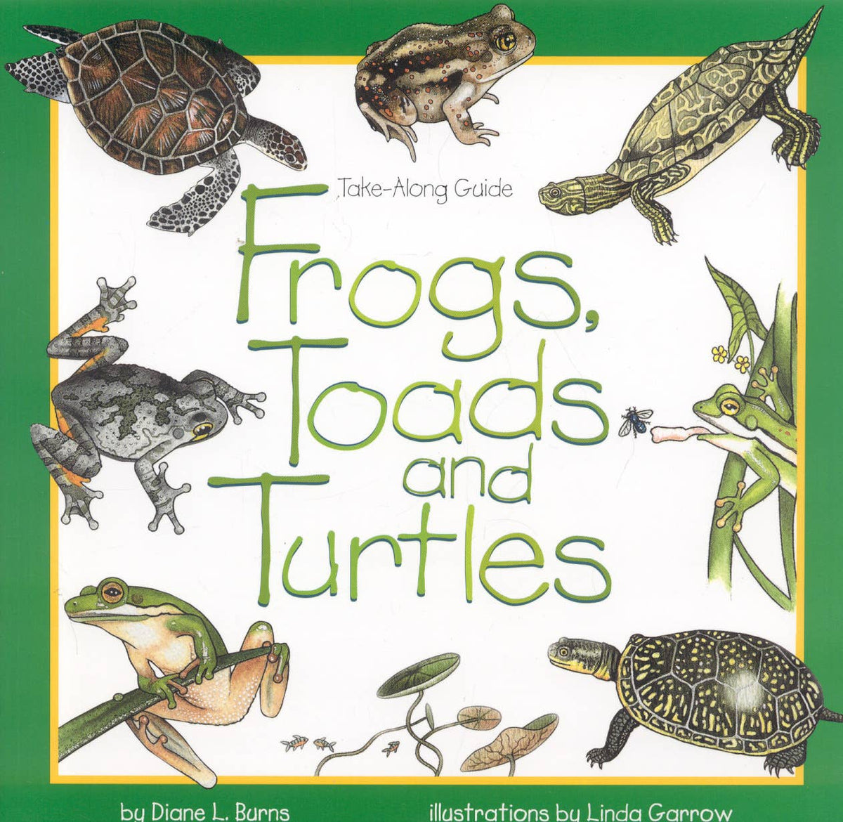Frogs, Toads & Turtles — Nature's Workshop Plus