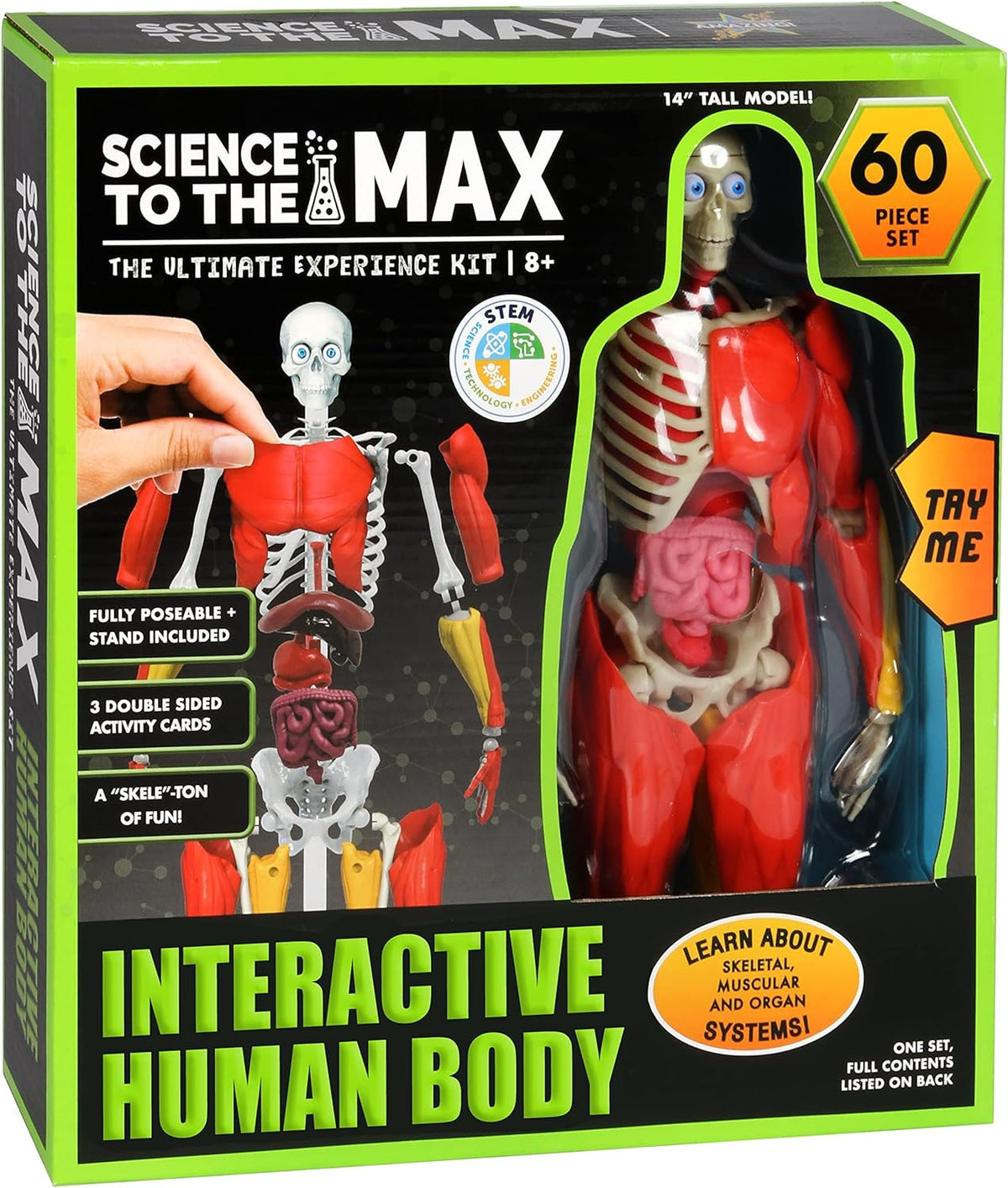 Interactive Human Body - Learn anatomy interactively for young ...