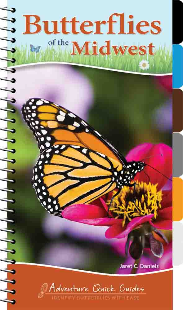 Butterflies of the Midwest Quick Guide — Nature's Workshop Plus