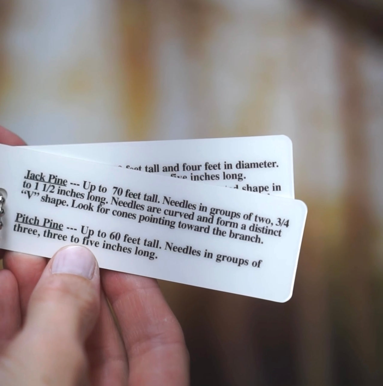 N Woods Tree Id Guide — Nature's Workshop Plus