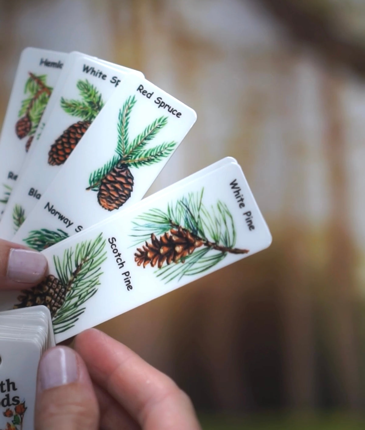 N Woods Tree Id Guide — Nature's Workshop Plus