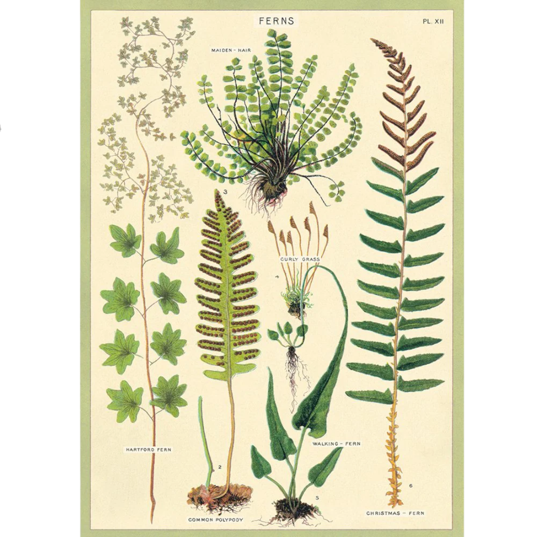 Ferns Vintage Poster — Nature's Workshop Plus