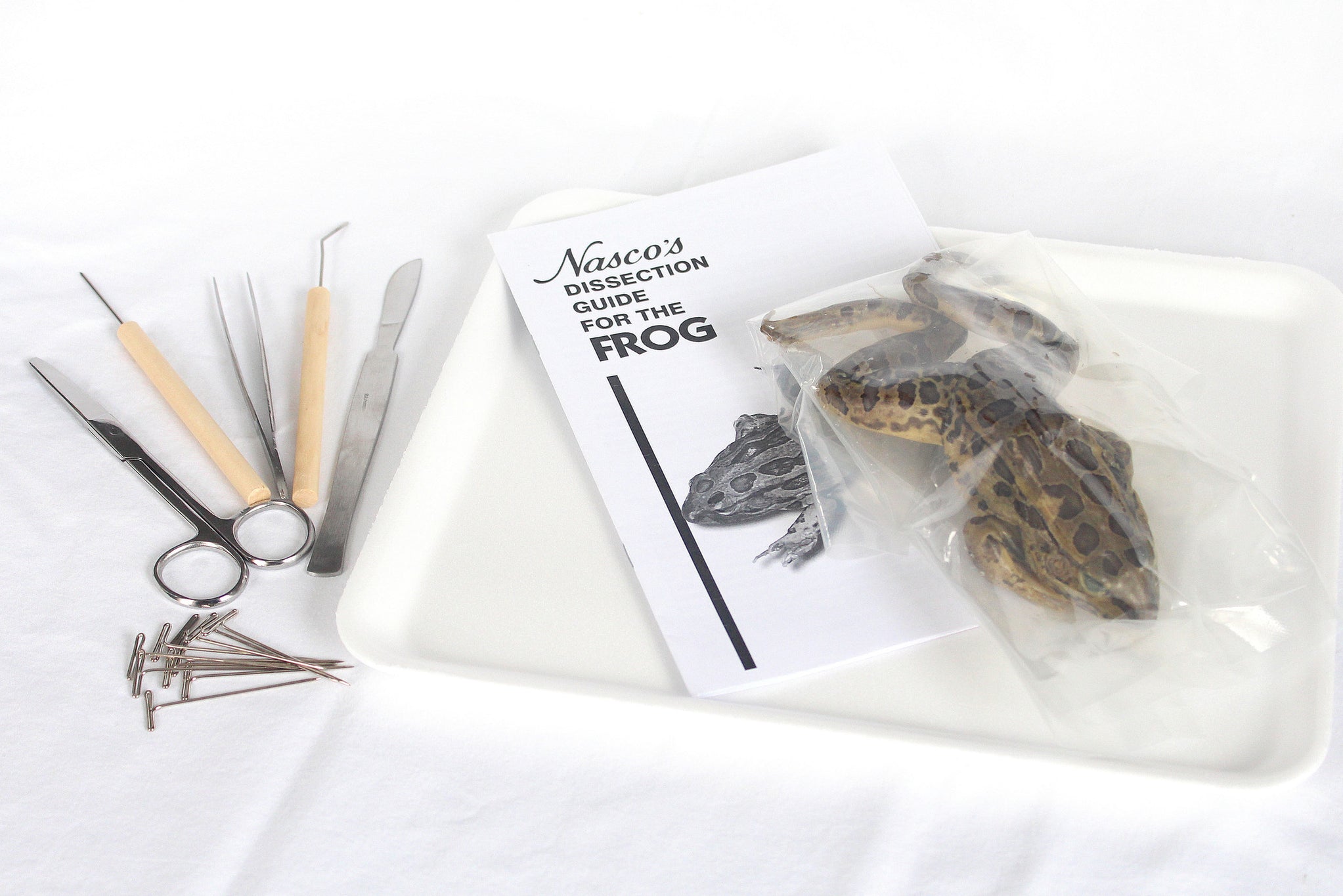 Frog Dissection Kit — Nature's Workshop Plus