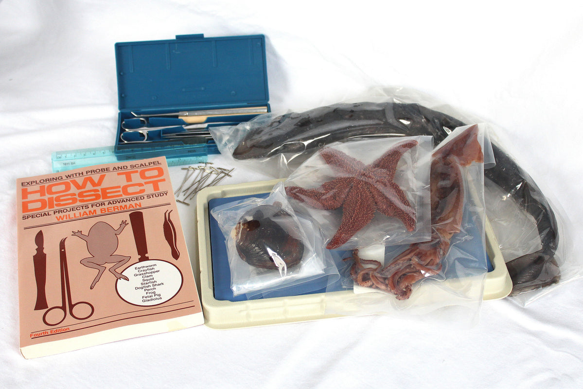 Marine Dissection Kit — Nature's Workshop Plus