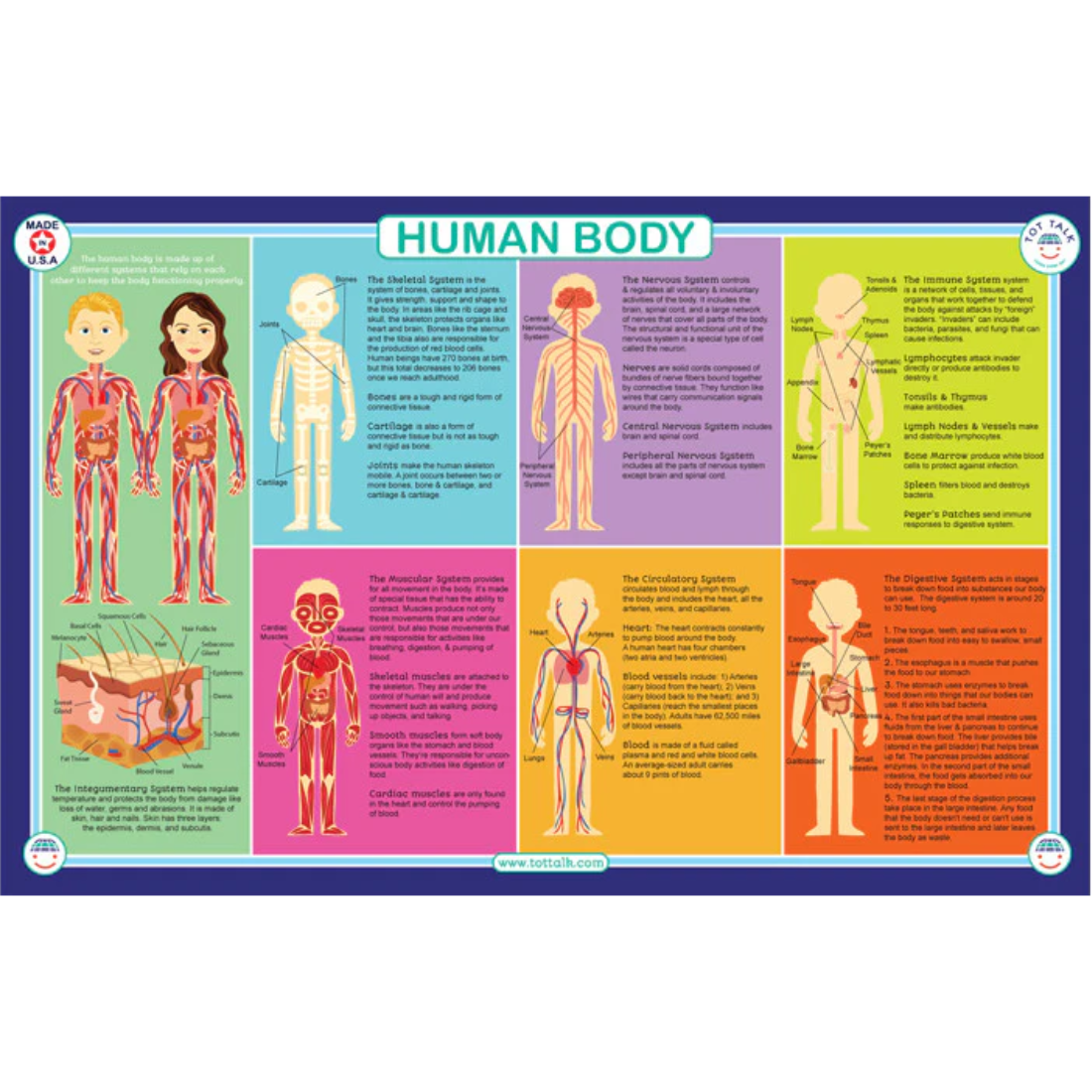 Explore human anatomy with this interactive placemat. — Nature's ...