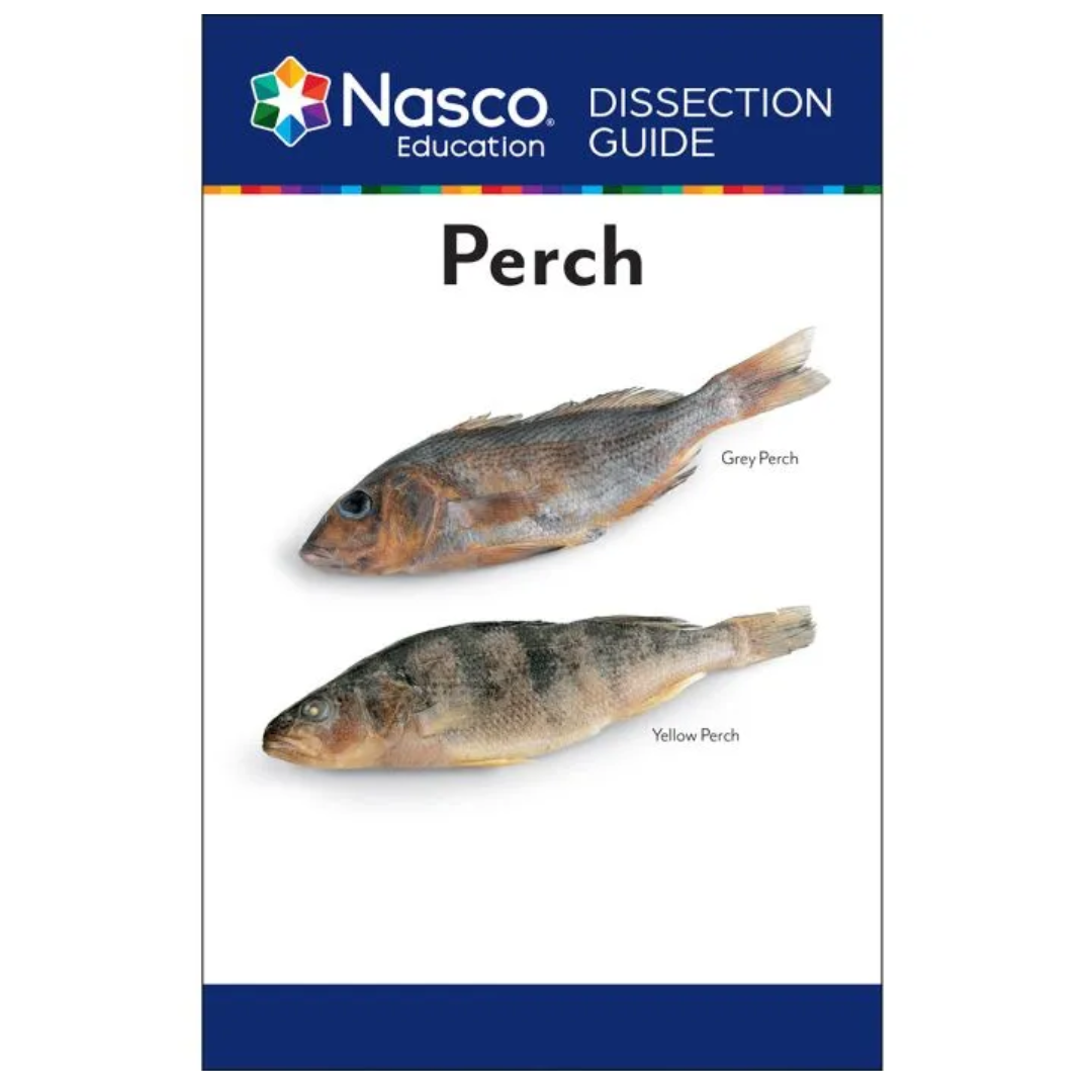 Perch Dissection Guide — Nature's Workshop Plus