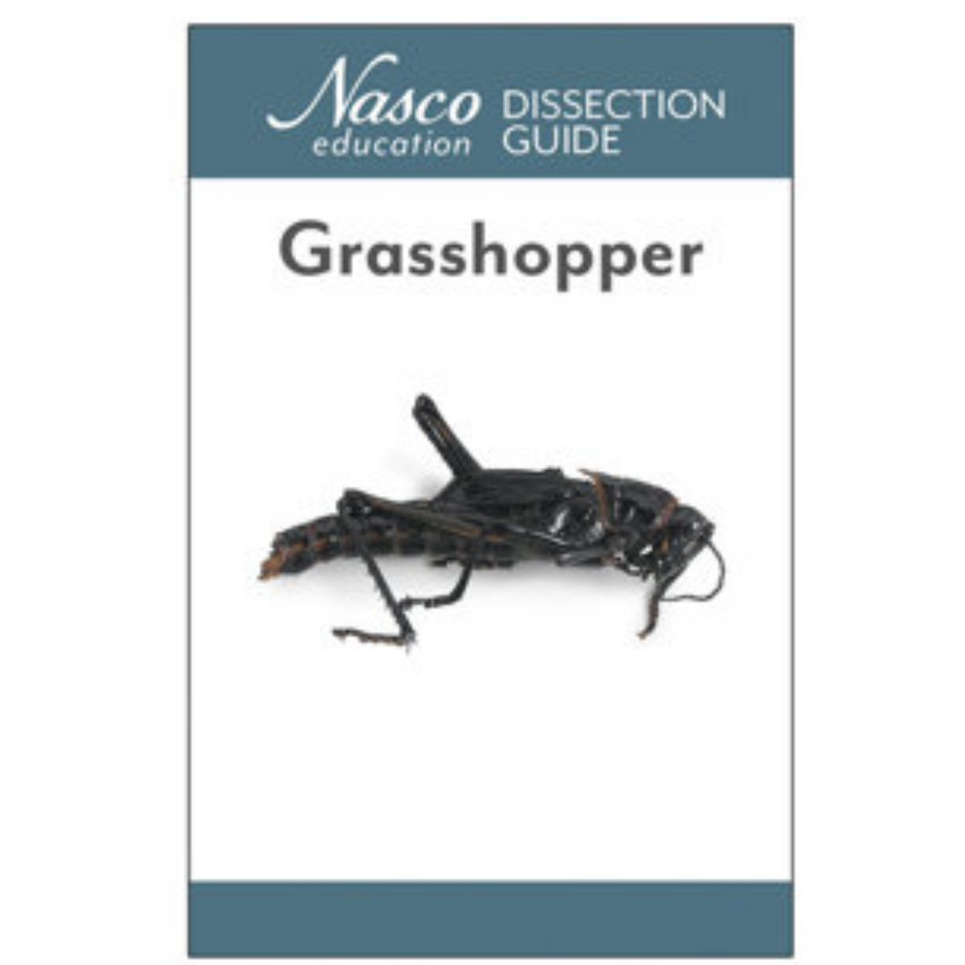 Grasshopper Dissection Guide — Nature's Workshop Plus
