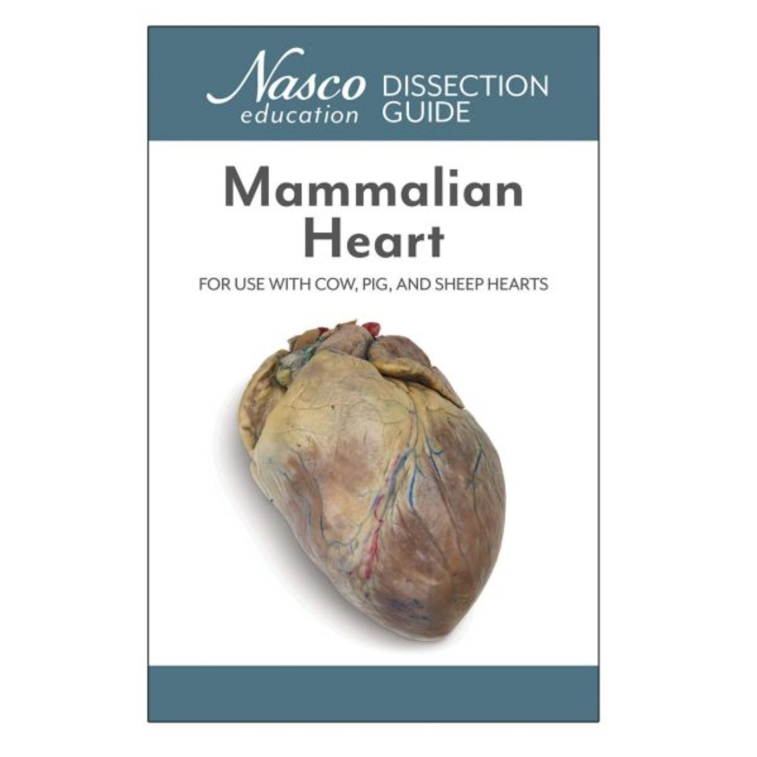 Mammalian Heart Dissect Guide — Nature's Workshop Plus