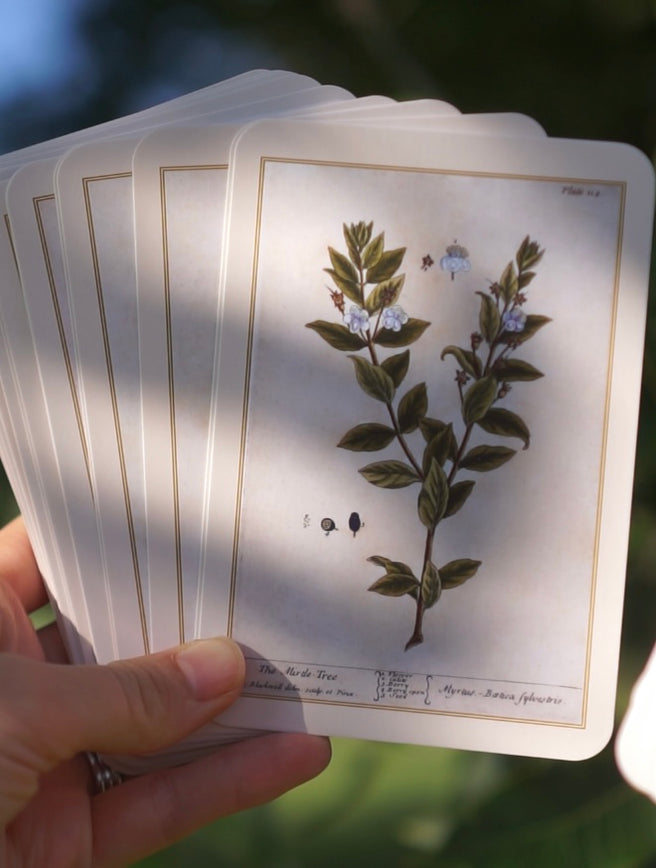 Healing Plants: 50 Botanical Cards — Nature's Workshop Plus