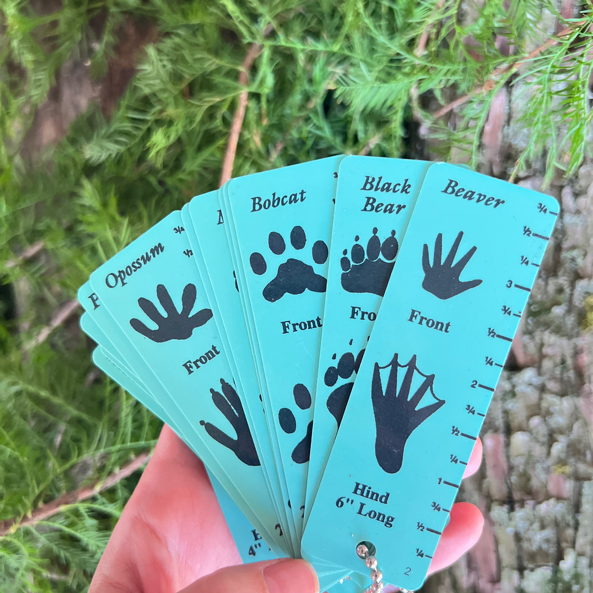 N Woods Animal Tracks Guide — Nature's Workshop Plus