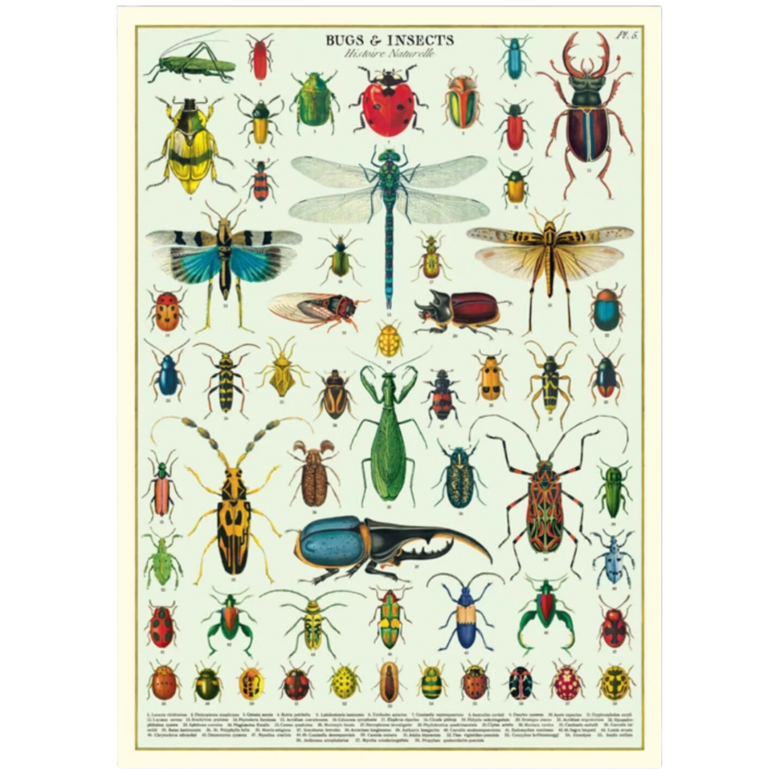 Vintage Bugs & Insects Poster: Entomology Wall Art — Nature's Workshop Plus