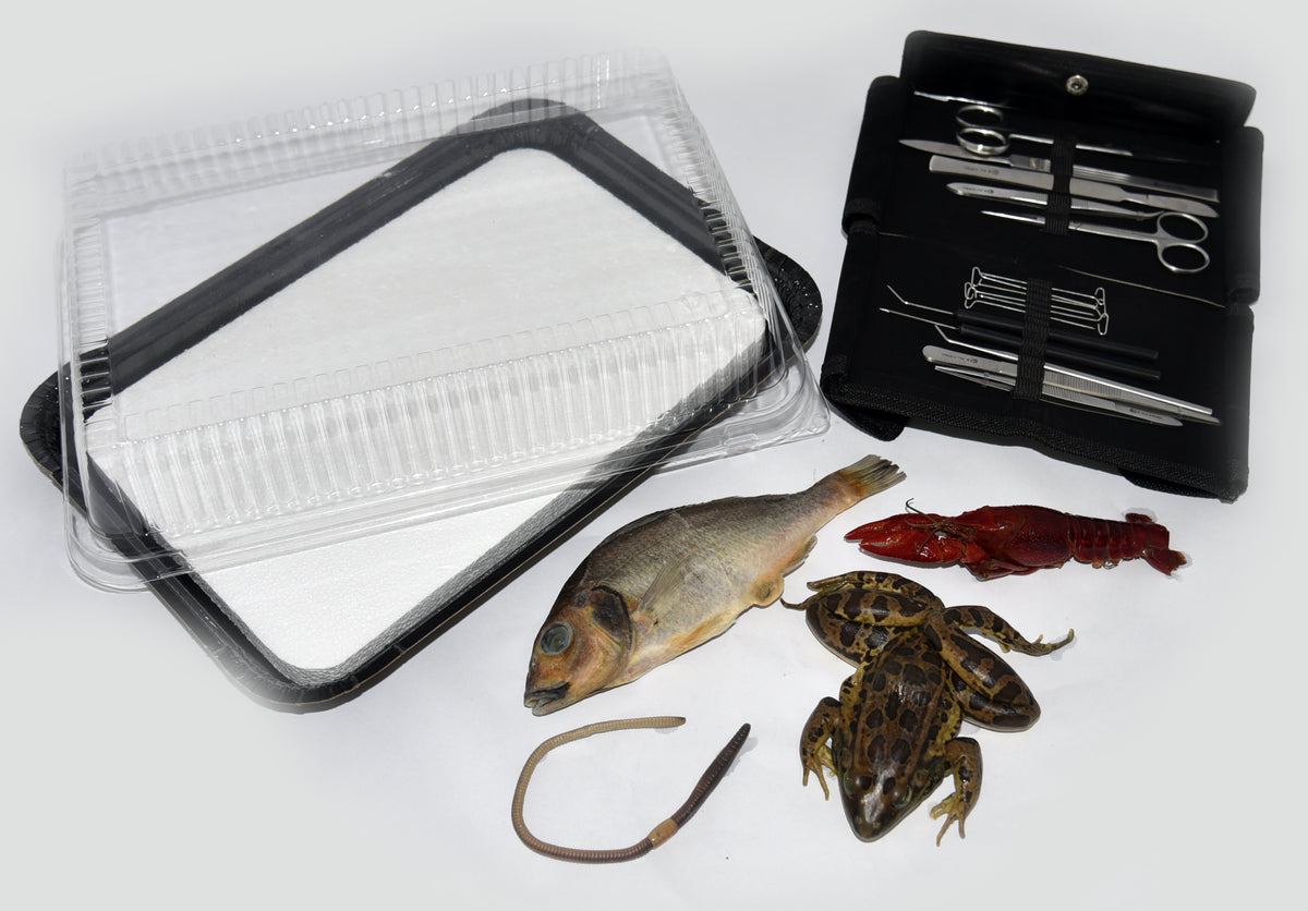 Dissecting Lab w/ Specimens for Apologia Biology Eps Pad — Nature's ...