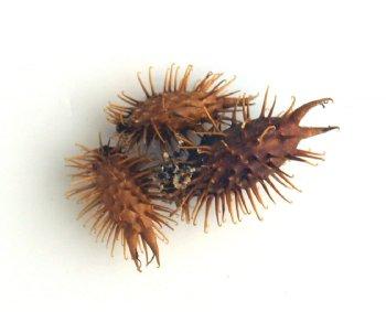 Burr — Nature's Workshop Plus