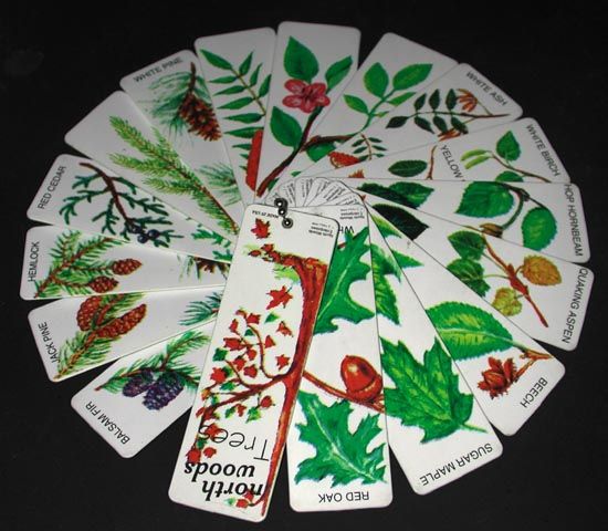 N Woods Tree Id Guide — Nature's Workshop Plus