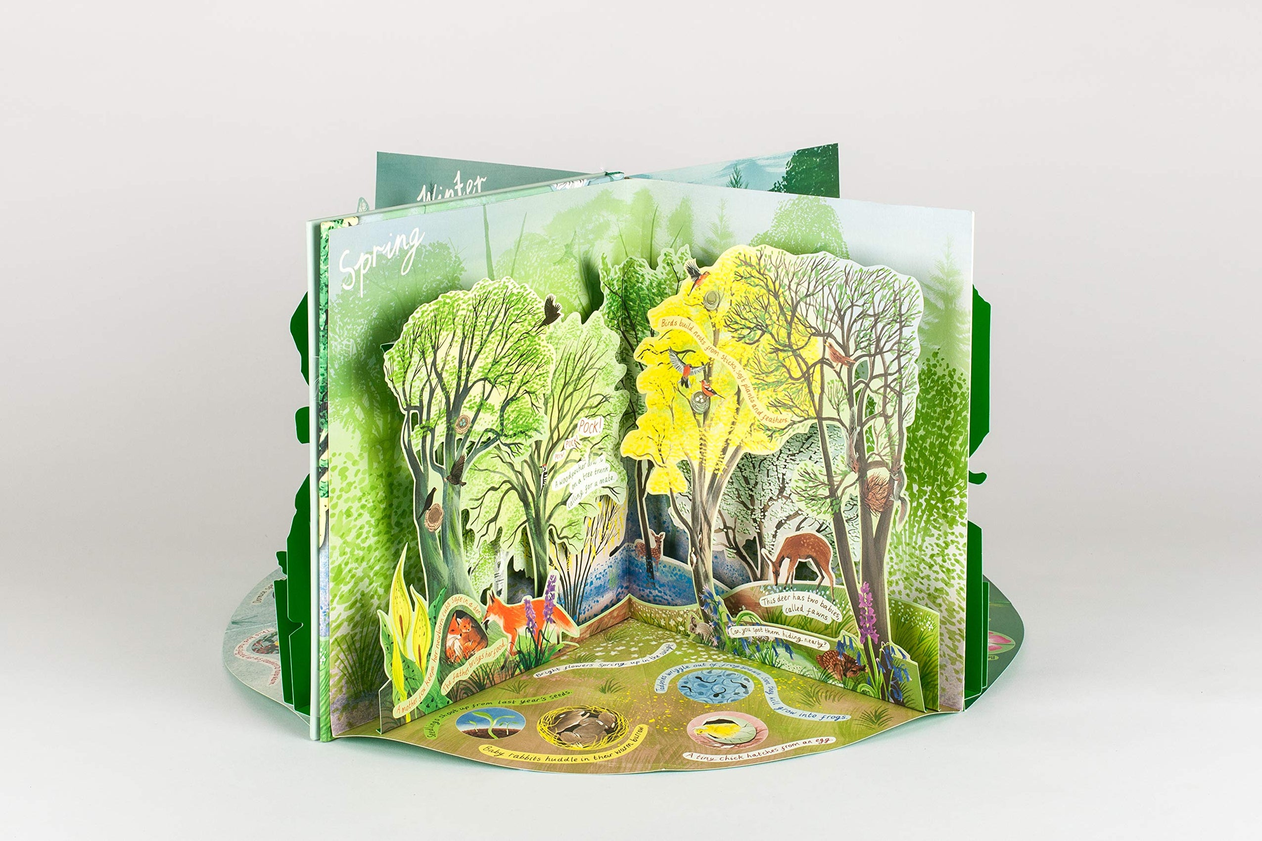 A Year in Nature Carousel Book: Interactive Learning — Nature's ...