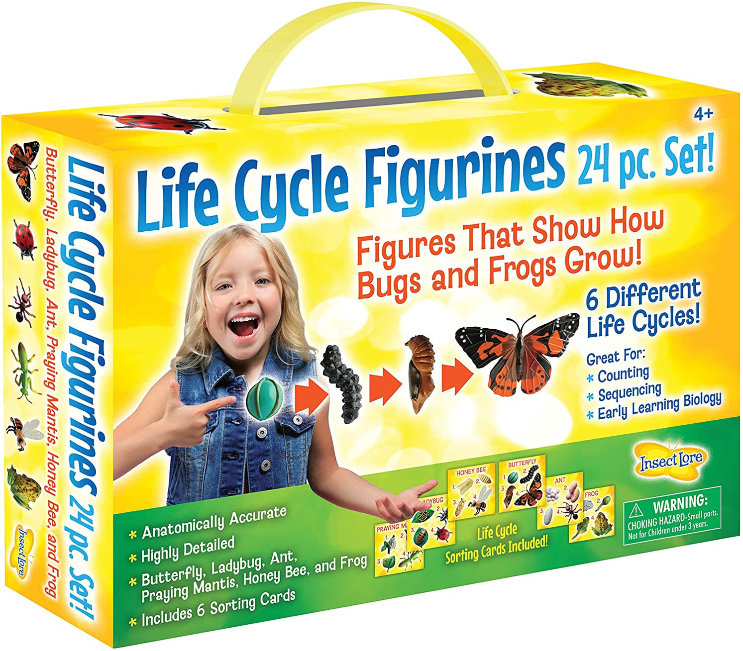 Life Cycle Stages Complete set — Nature's Workshop Plus