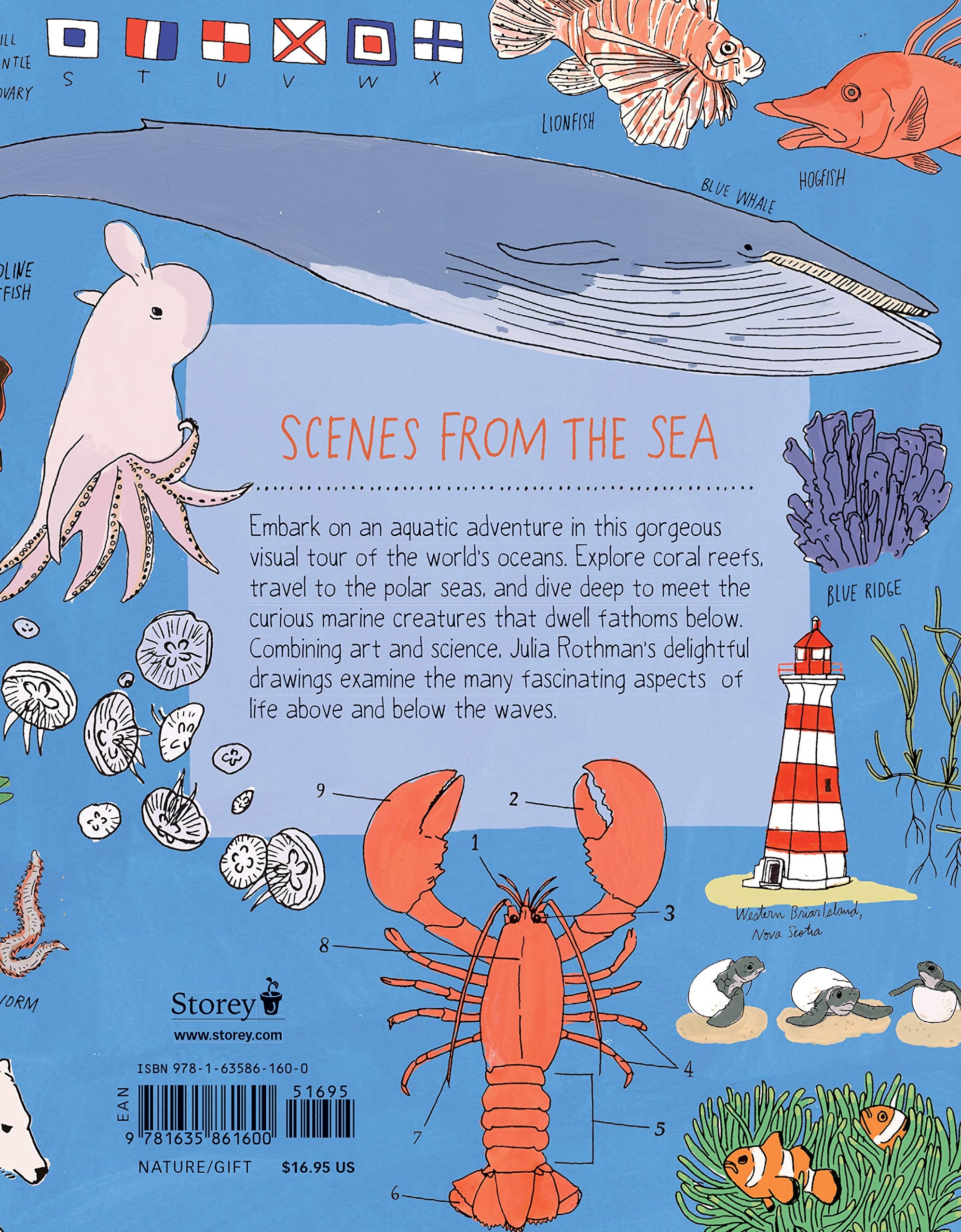 Ocean Anatomy - Dive into Marine Biology and Ecosystems — Nature's ...