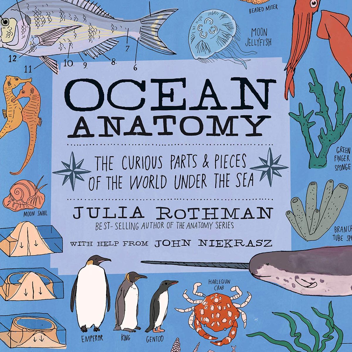Ocean Anatomy - Dive into Marine Biology and Ecosystems — Nature's ...