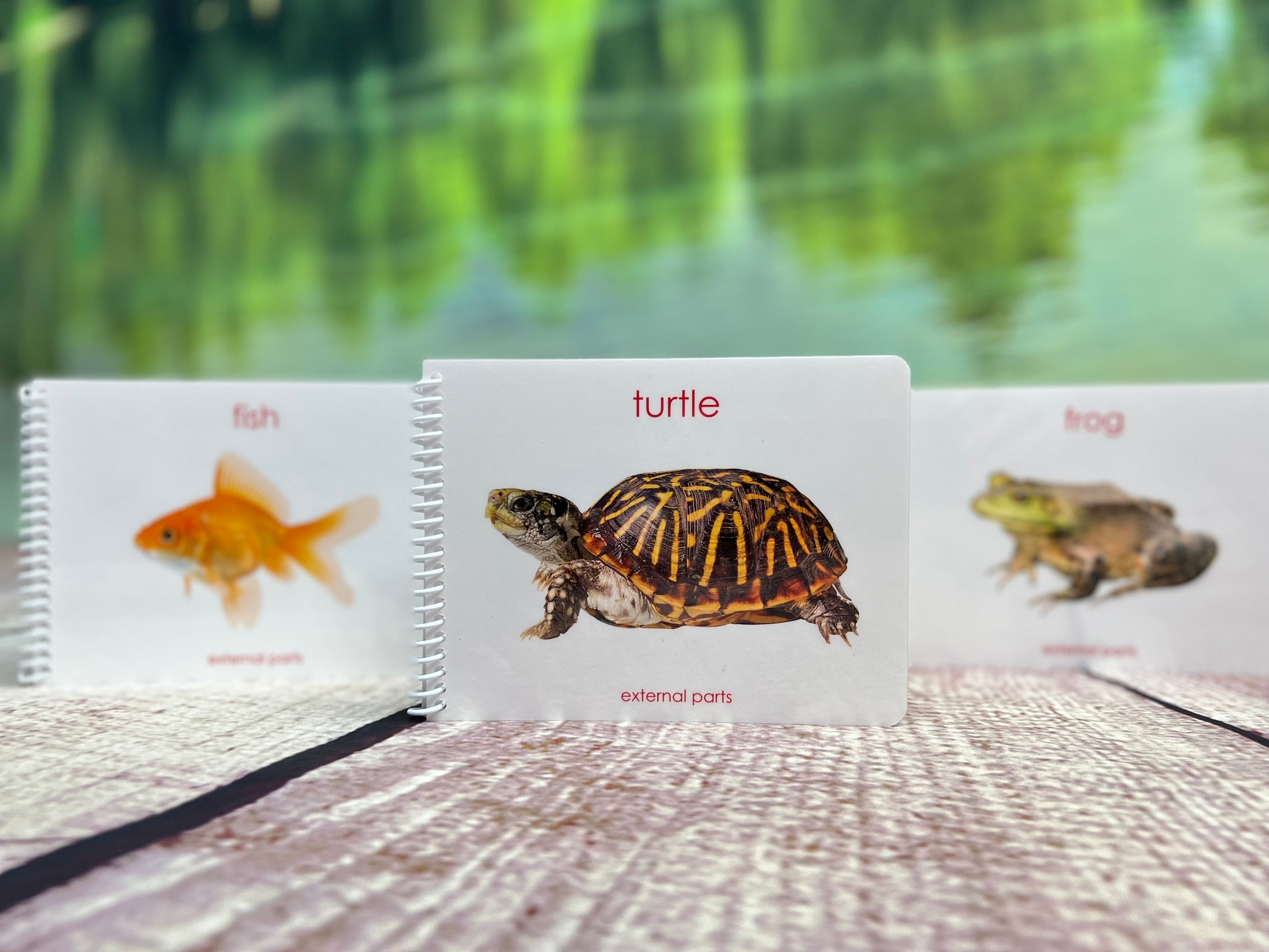 Laminated field Guides 14 variations to choose from — Nature's Workshop ...