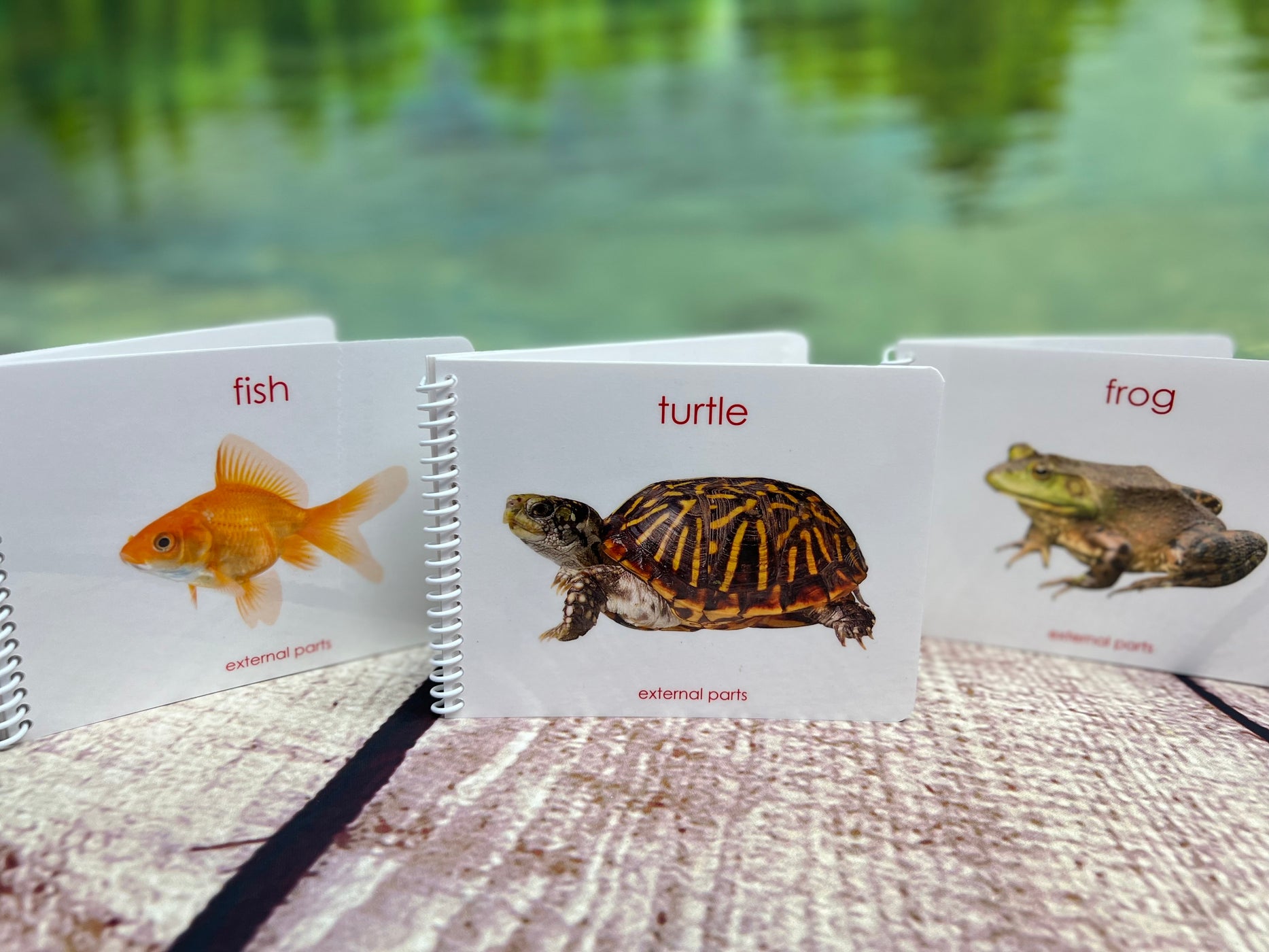 Laminated field Guides 14 variations to choose from — Nature's Workshop ...