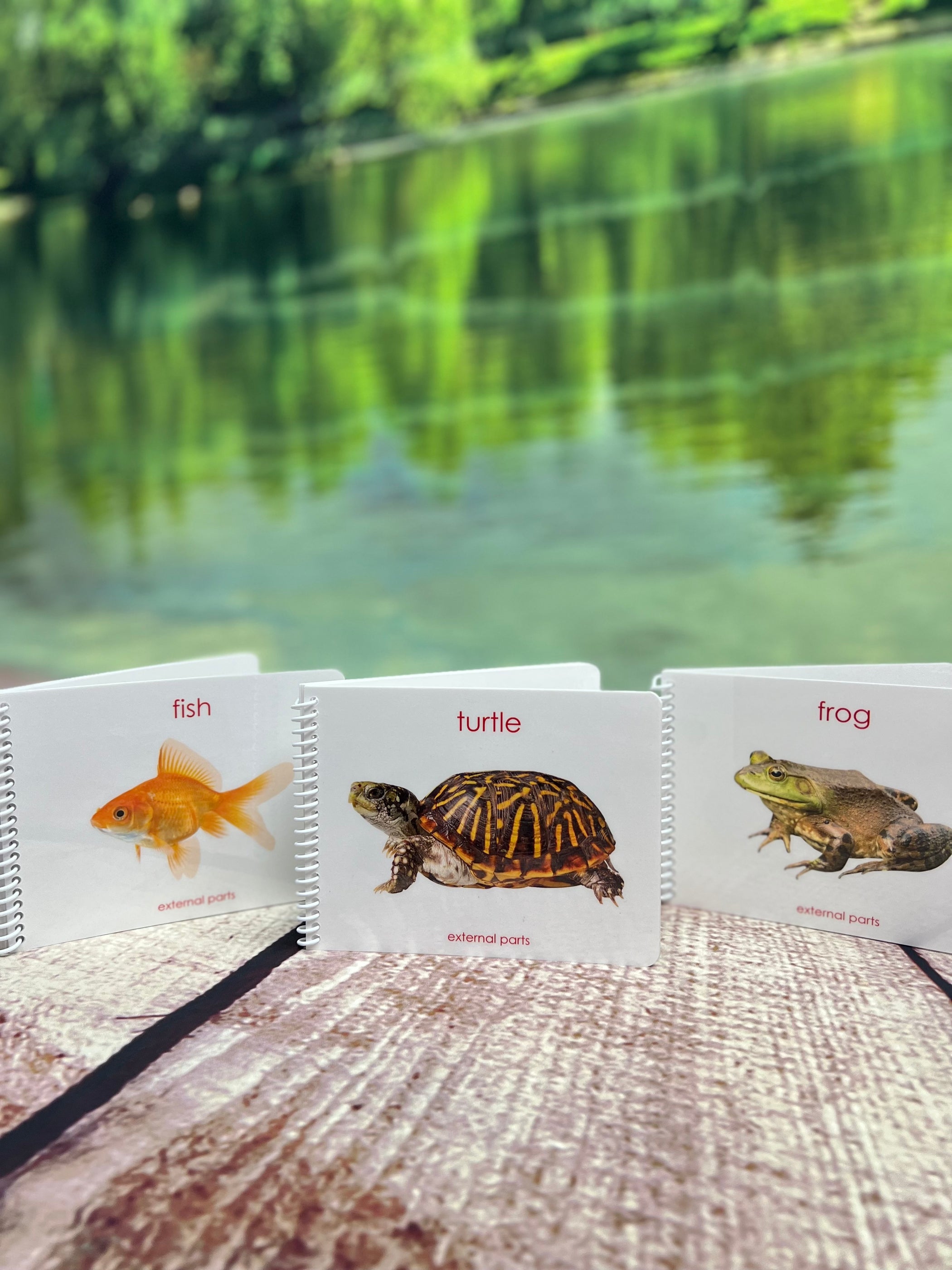 Laminated field Guides 14 variations to choose from — Nature's Workshop ...