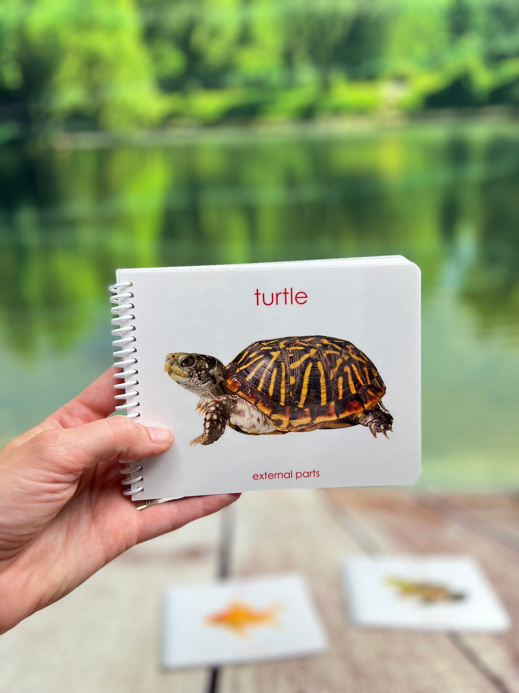 Laminated field Guides 14 variations to choose from — Nature's Workshop ...