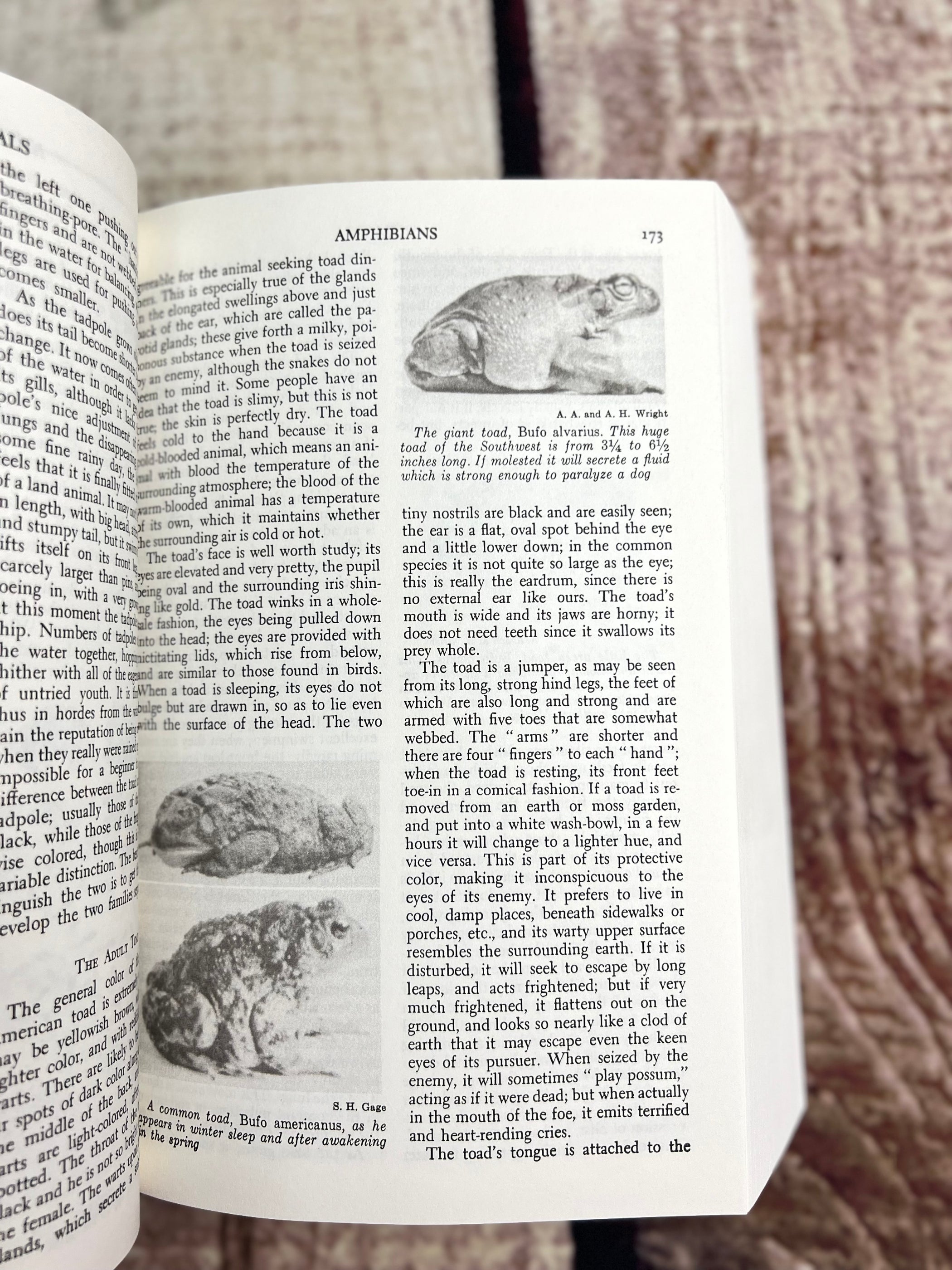 Handbook of Nature Study - A Perfect Choice for Learning and Fun ...