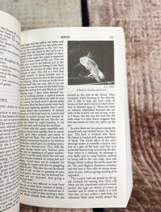 Handbook of Nature Study - A Perfect Choice for Learning and Fun ...