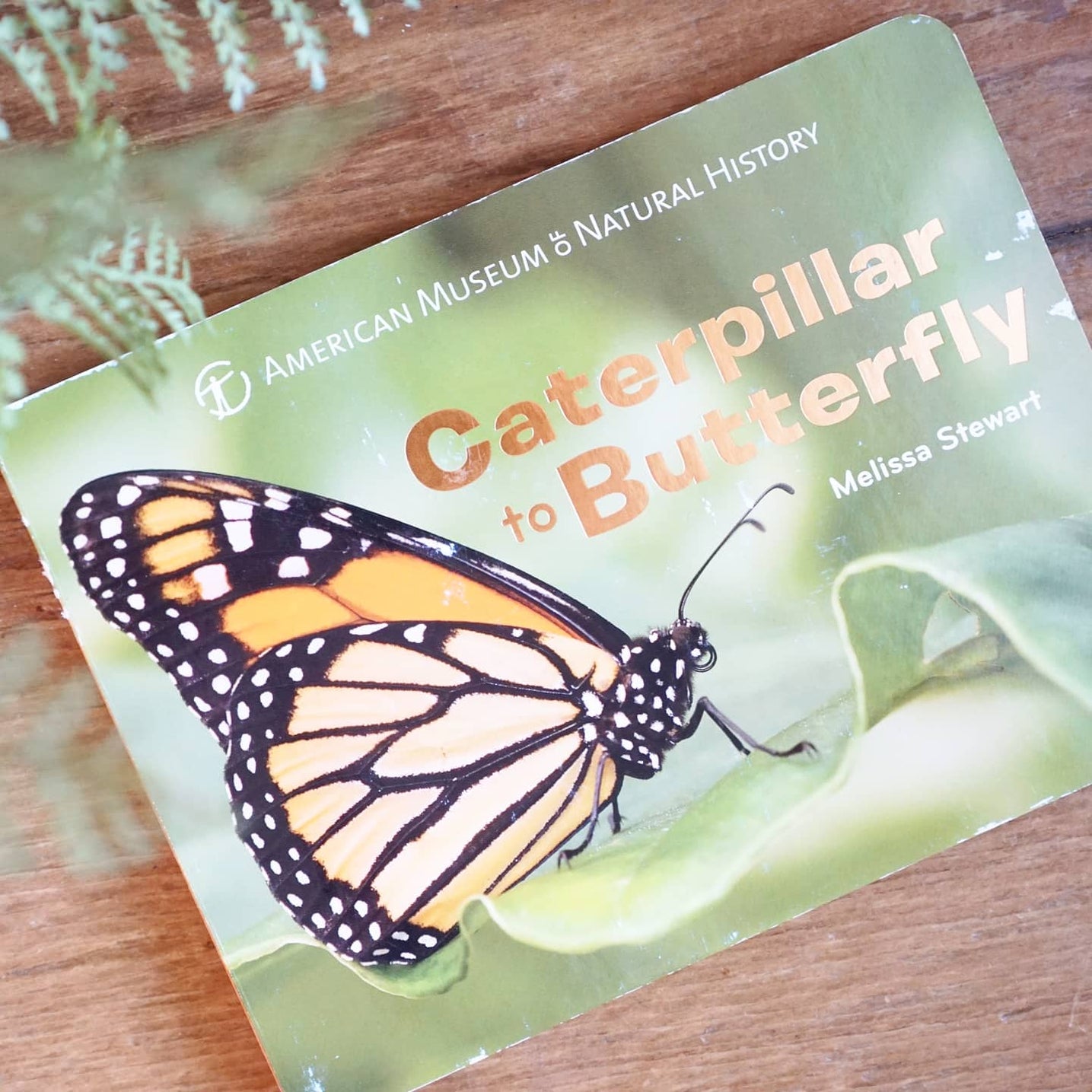 Caterpillar to Butterfly Board Book - Life Cycle for Kids — Nature's ...