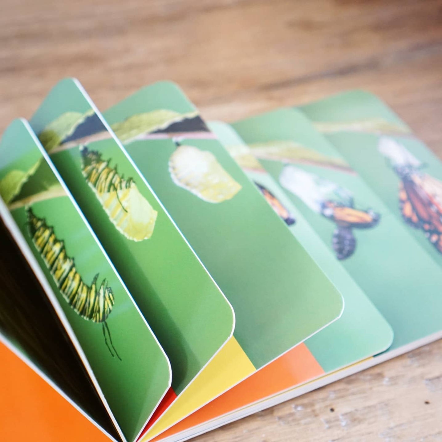 Caterpillar to Butterfly Board Book - Life Cycle for Kids — Nature's ...