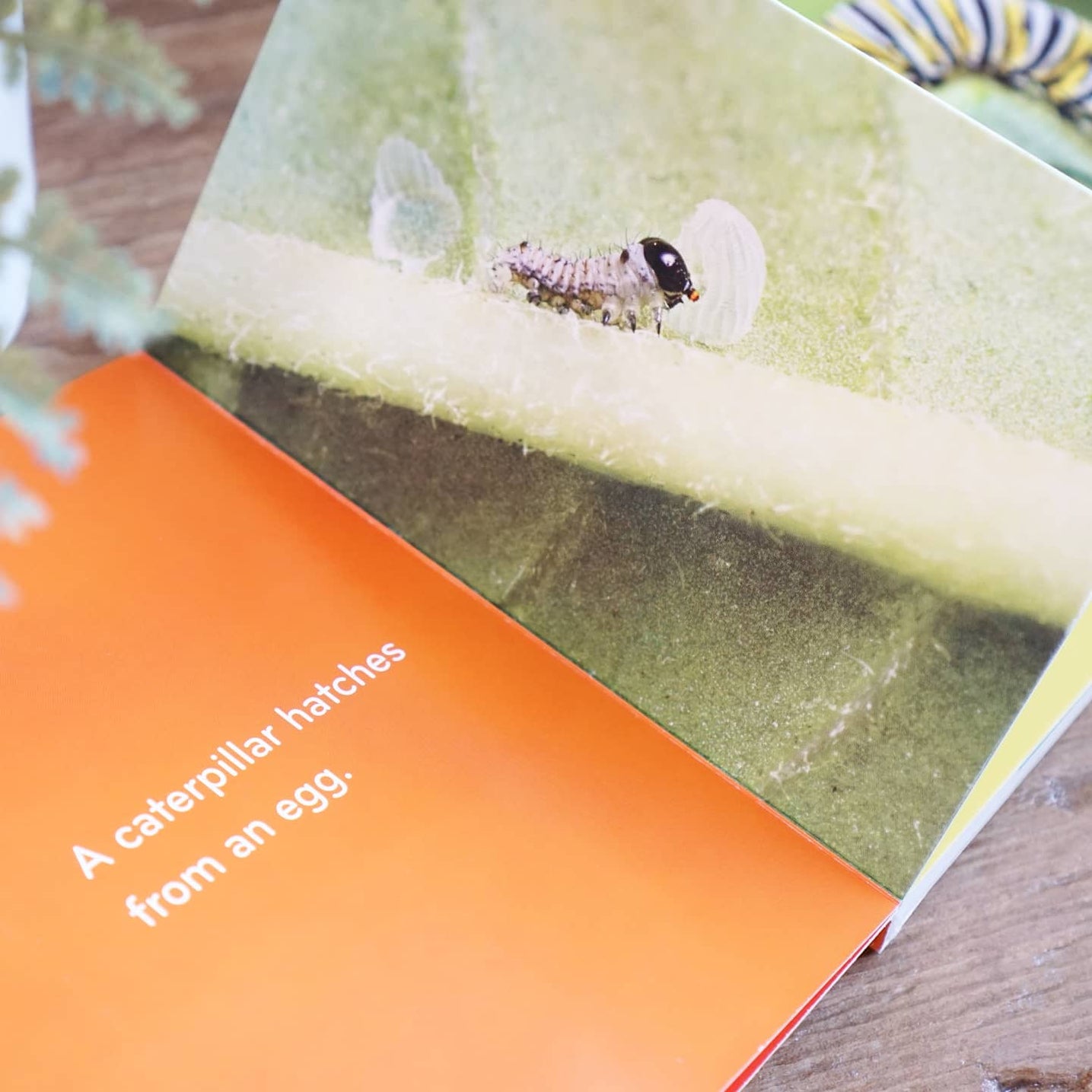 Caterpillar to Butterfly Board Book - Life Cycle for Kids — Nature's ...