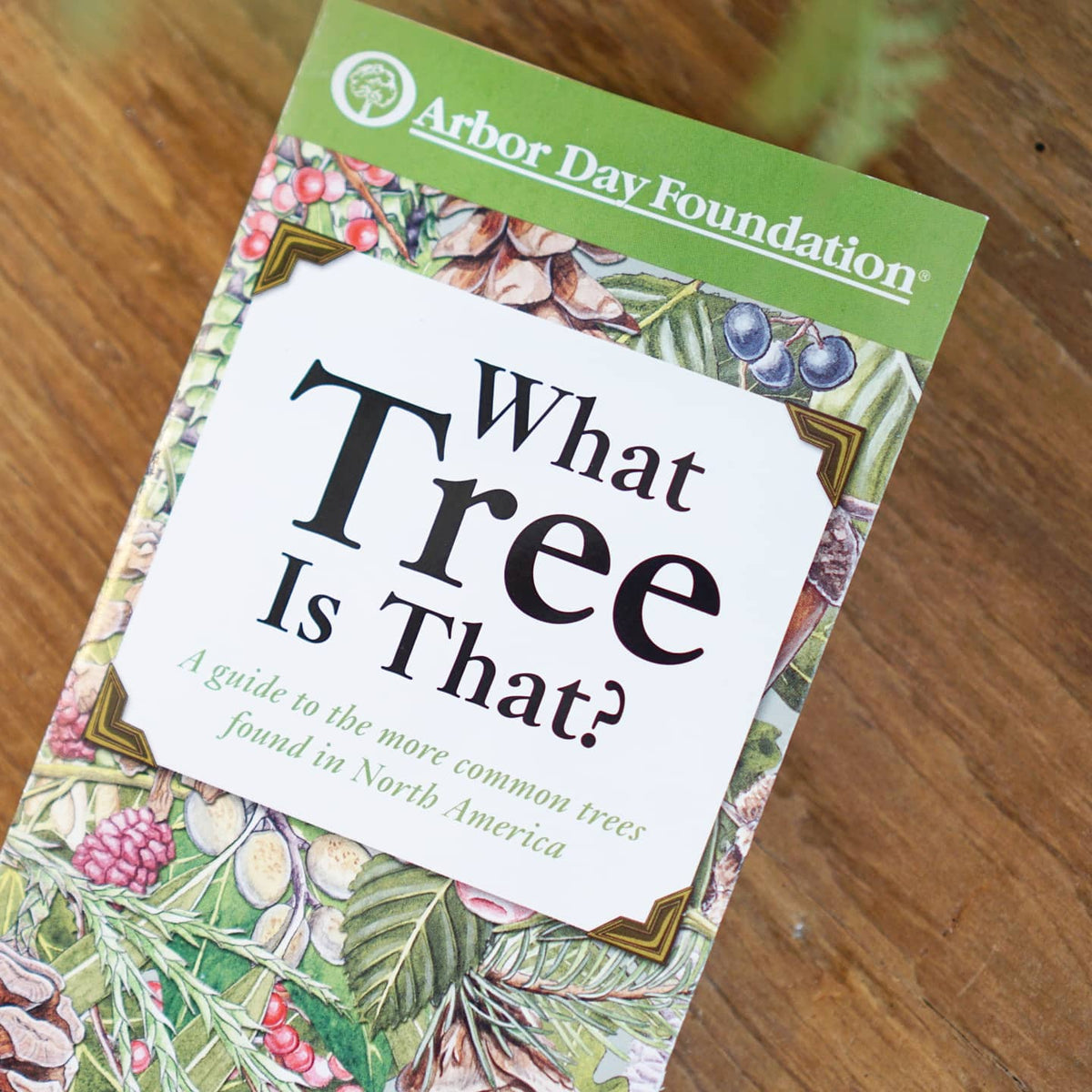 What Tree Is That? - Tree Identification Guide — Nature's Workshop Plus