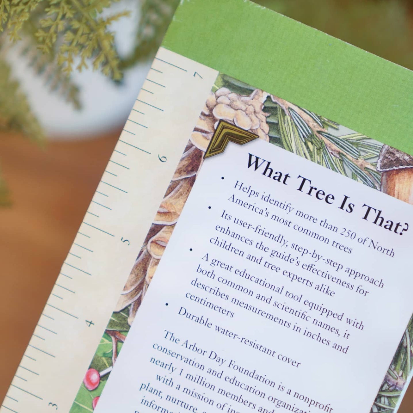 What Tree Is That? - Tree Identification Guide — Nature's Workshop Plus