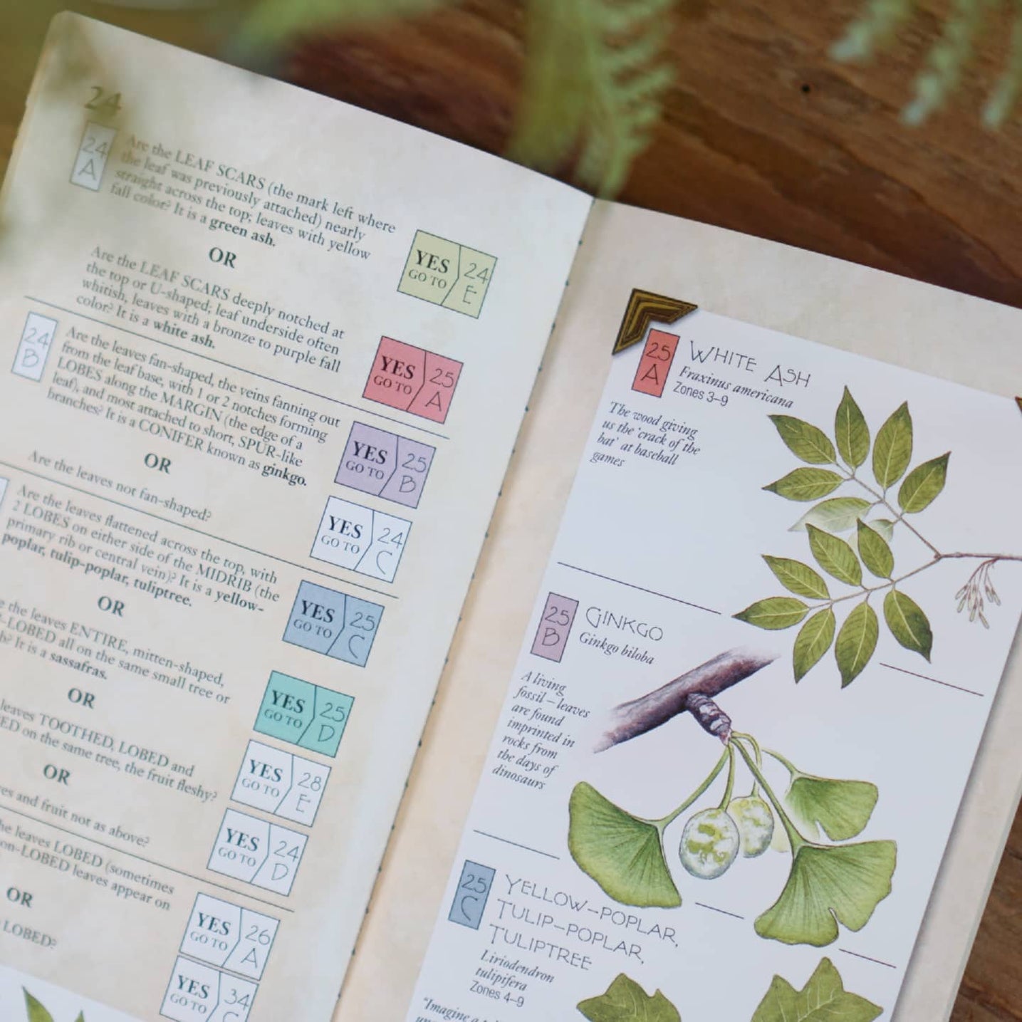 What Tree Is That? - Tree Identification Guide — Nature's Workshop Plus