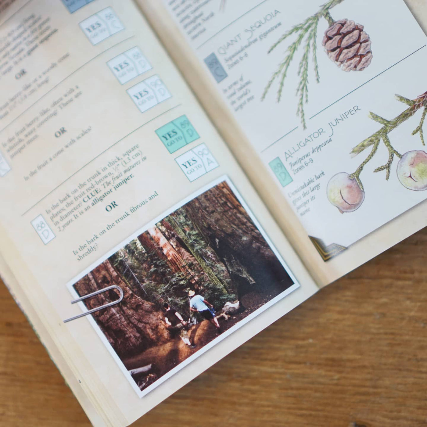 What Tree Is That? - Tree Identification Guide — Nature's Workshop Plus