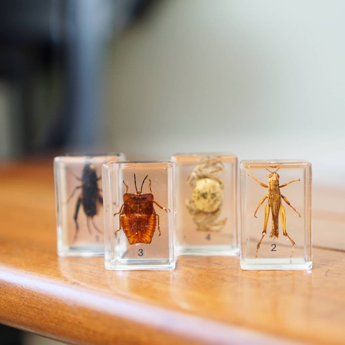 Bug Blocks-cricket locust etc — Nature's Workshop Plus