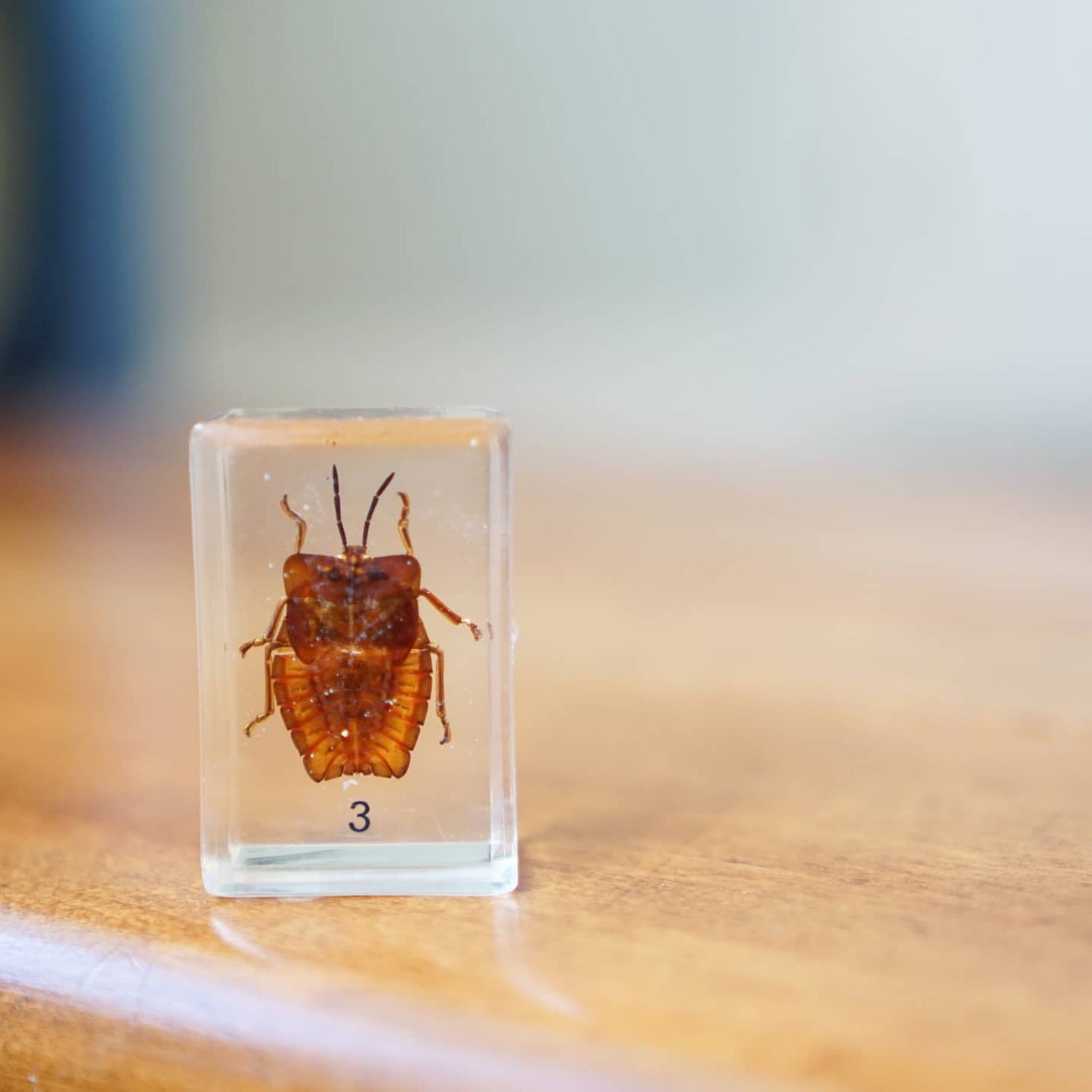 Bug Blocks-cricket locust etc — Nature's Workshop Plus