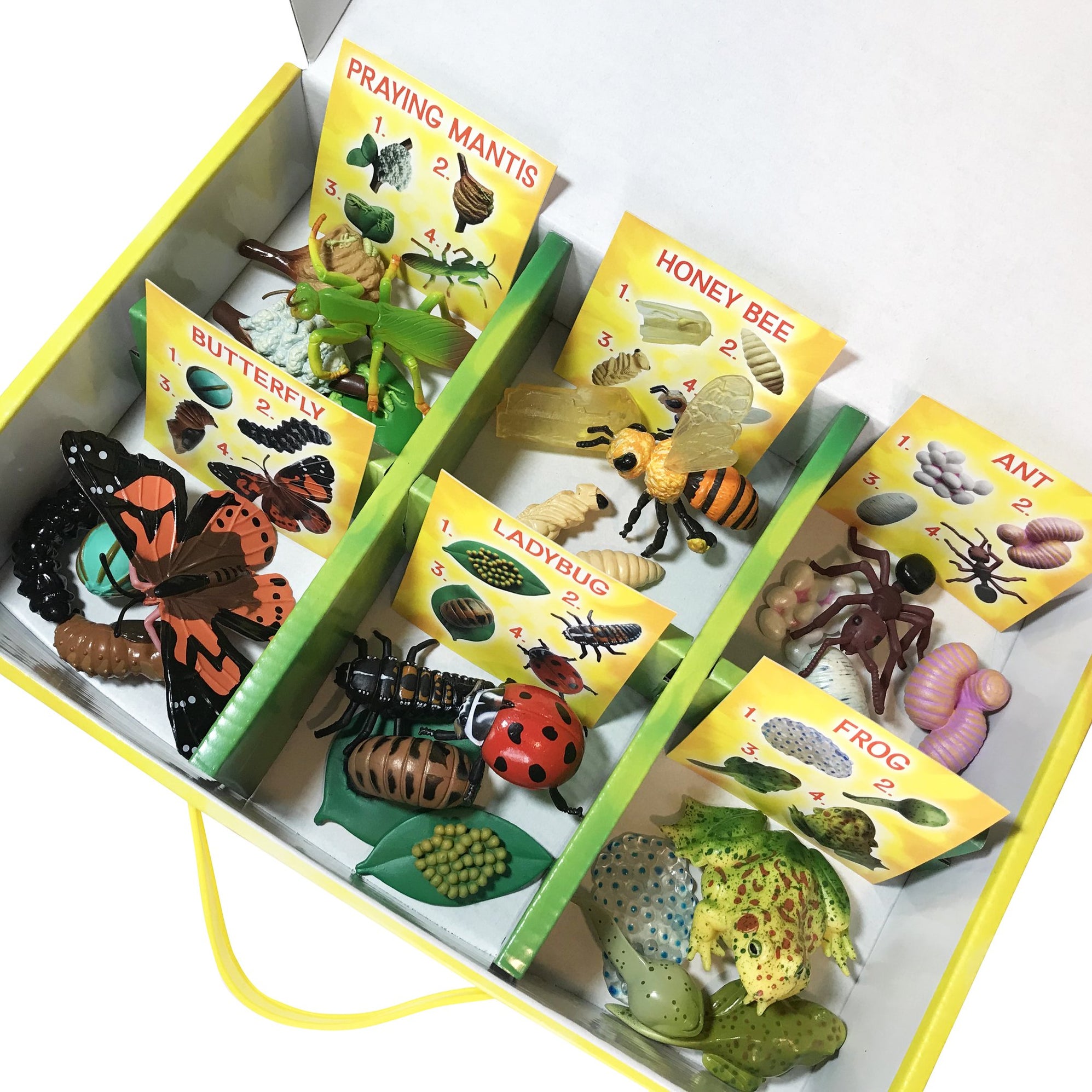 Life Cycle Stages Complete set — Nature's Workshop Plus