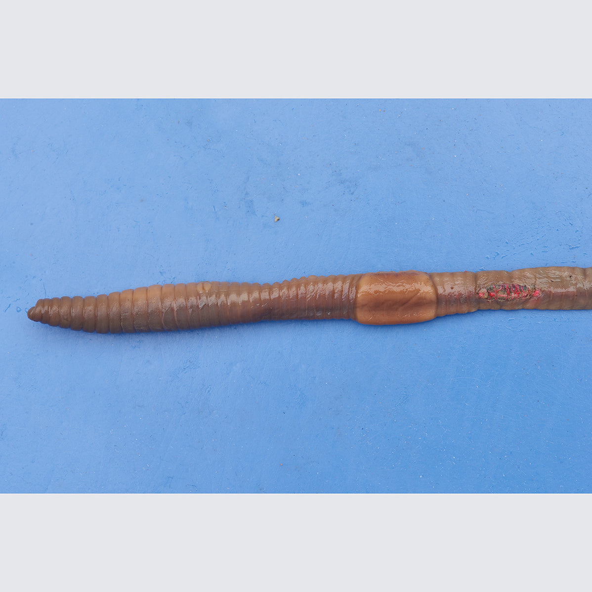 Dissection Specimens & Tools — Nature's Workshop Plus