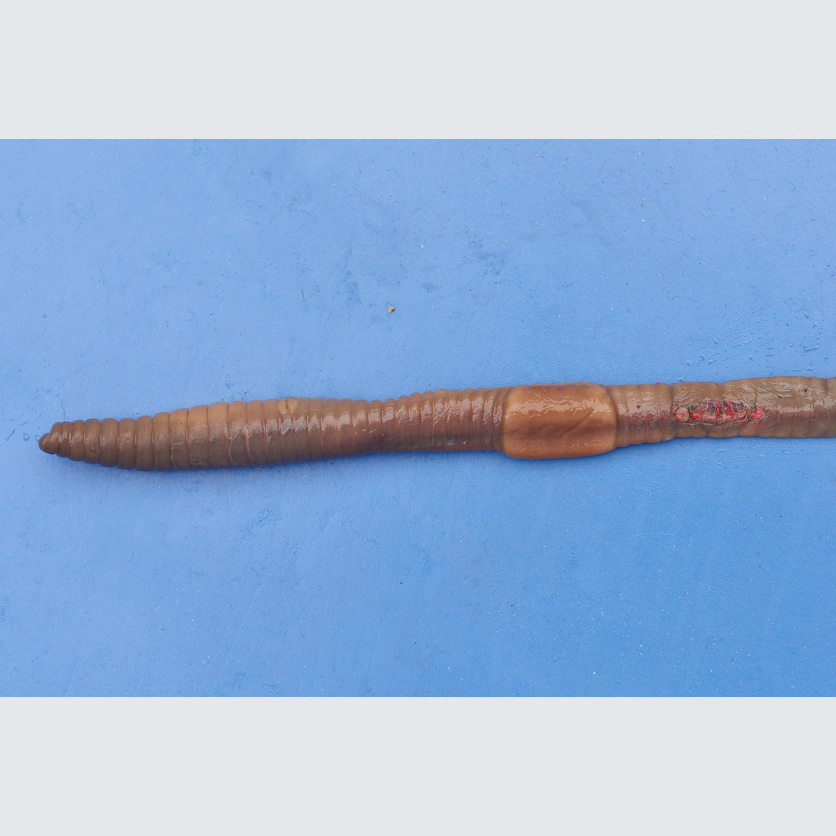 Earthworm 7"-10" - Biology Dissection Specimen — Nature's Workshop Plus