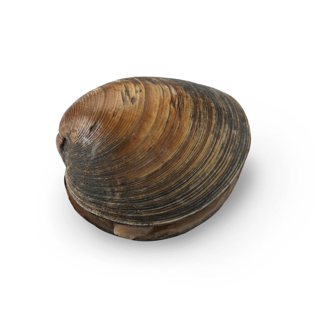 Dissection Specimens & Tools — Nature's Workshop Plus