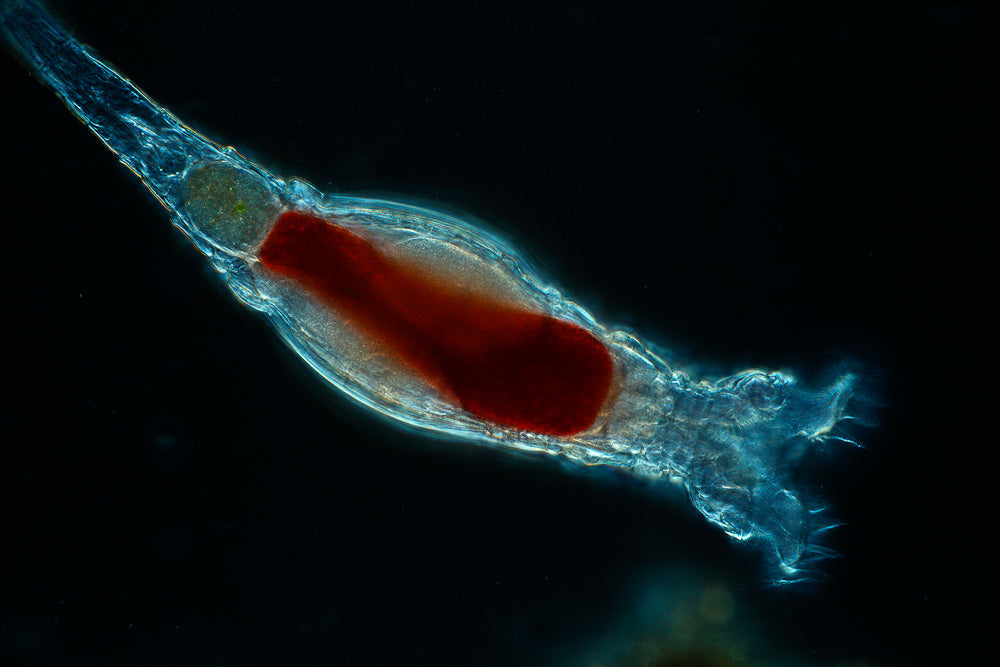 Rotifers - Live Cultures for Science Projects and Learning — Nature's ...