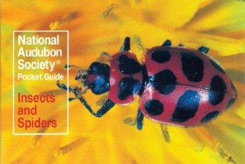 Audubon Insects Pocket Guide — Nature's Workshop Plus