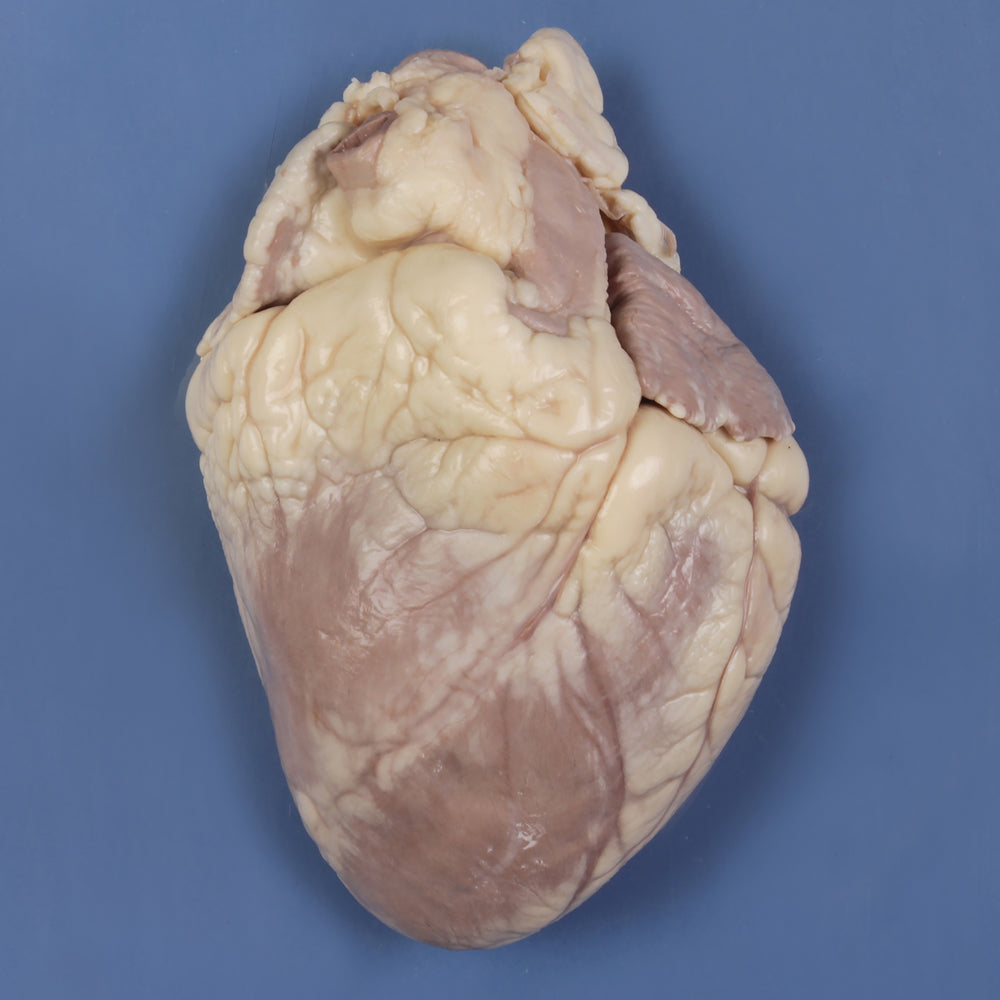 Sheep Heart - Real sheep heart for in-depth anatomical dissections ...