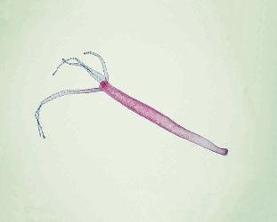 Hydra Biology Microscope