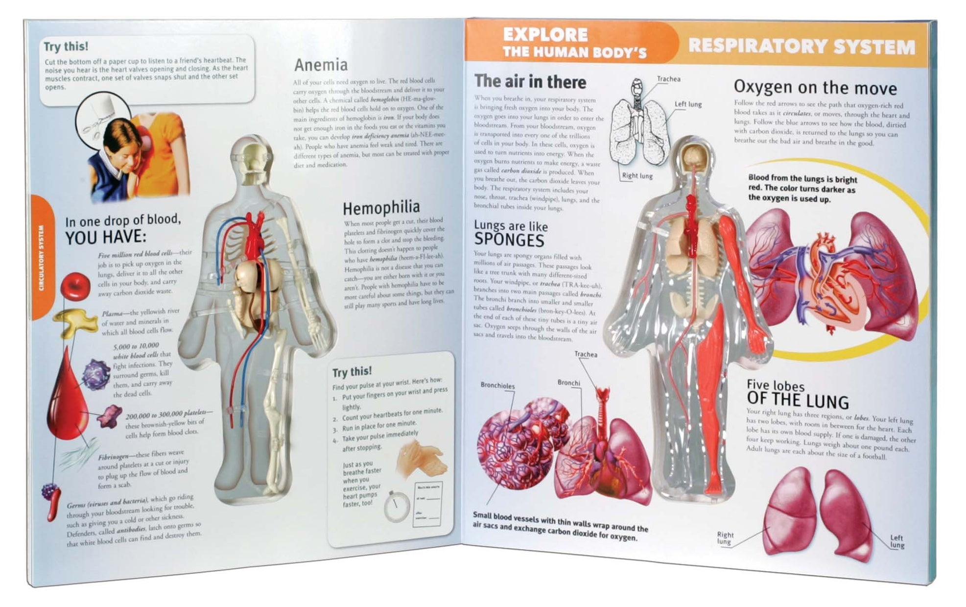 Explore The Human Body - Interactive Learning for Kids — Nature's ...
