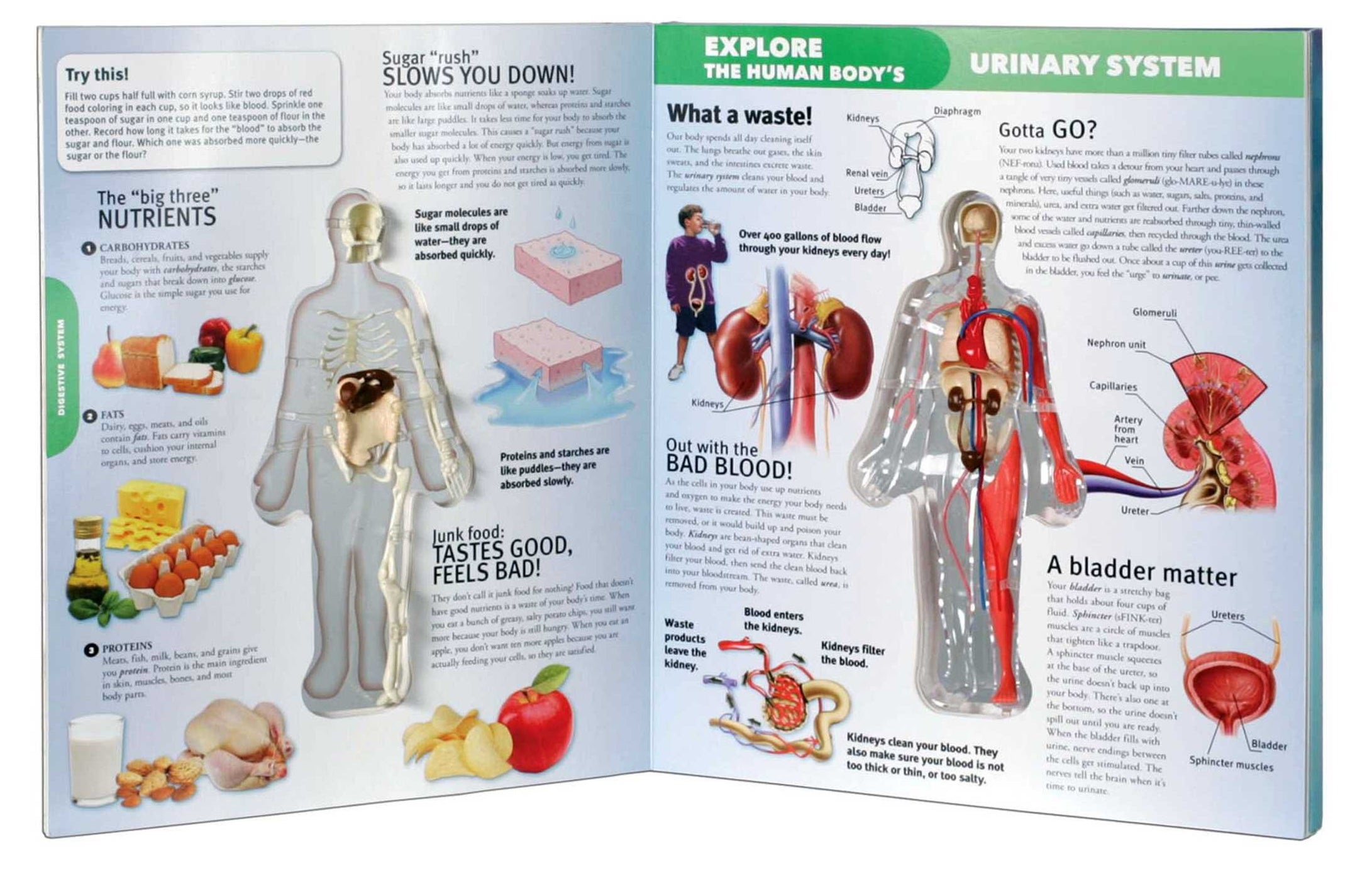 Explore The Human Body - Interactive Learning for Kids — Nature's ...