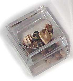Acrylic Mag. Box w/Shells — Nature's Workshop Plus